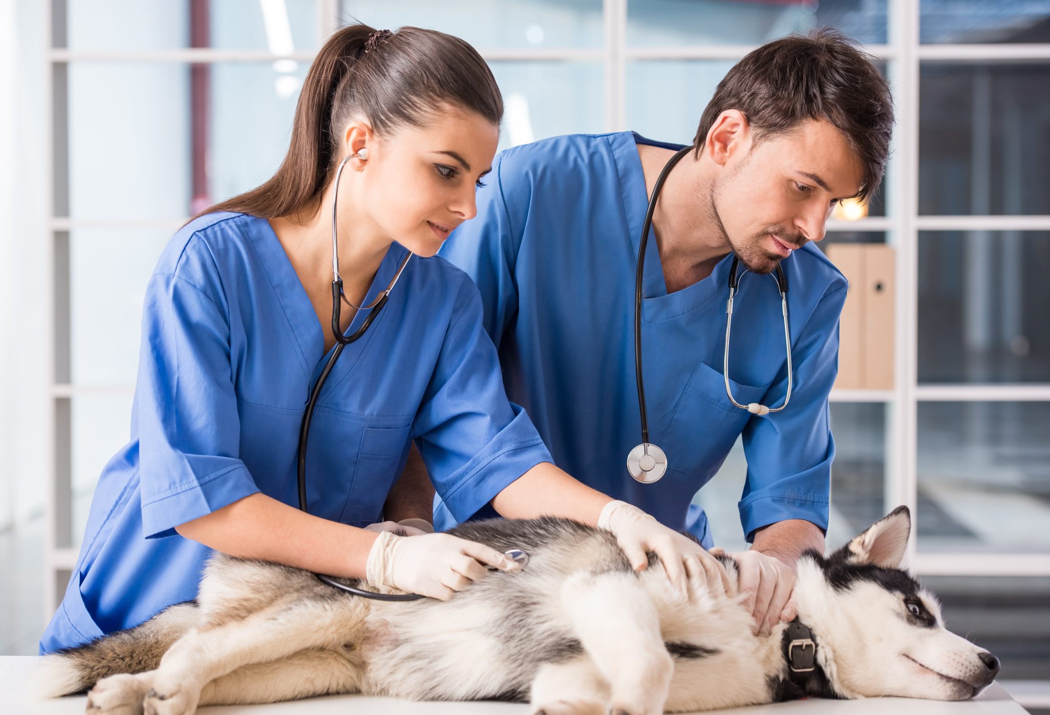 Veterinárna klinika Bratislava │ BullyPet